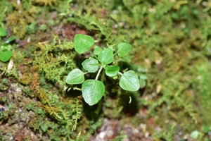 How to Prune Pacific island clearweed