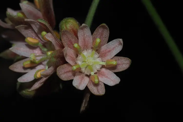 Illigera rhodantha Flower, Leaf, Care, Uses - PictureThis