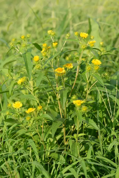 Inula japonica - PictureThis