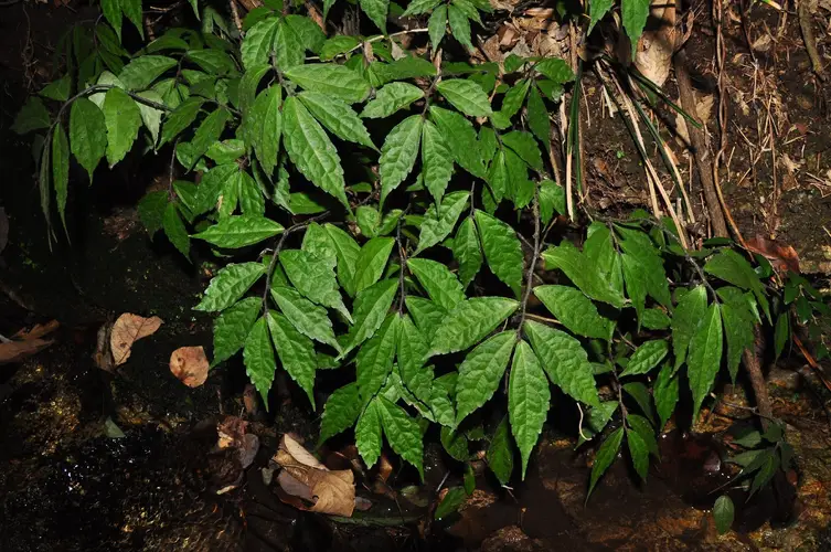 Pellionia scabra - PictureThis