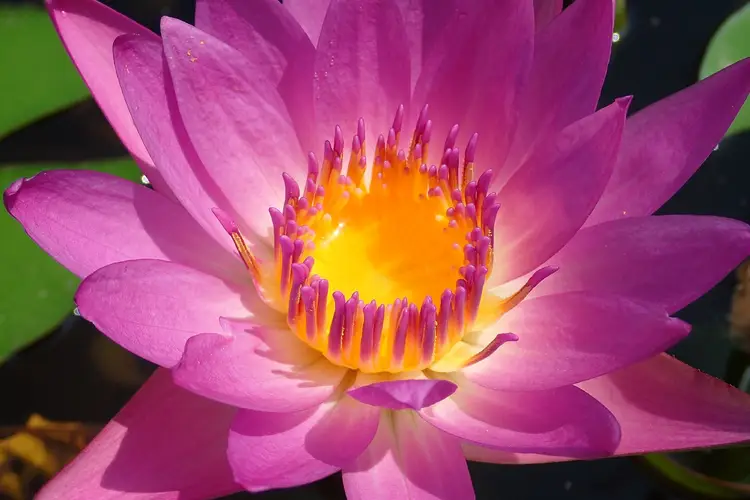 Lotus Flower Care | Best Flower Site
