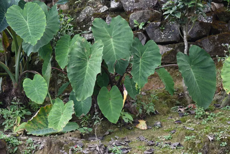 How to Plant and Grow Taro(Colocasia esculenta)
