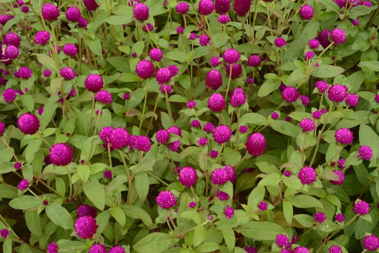 How to Plant and Grow Common globe amaranth(Gomphrena globosa)
