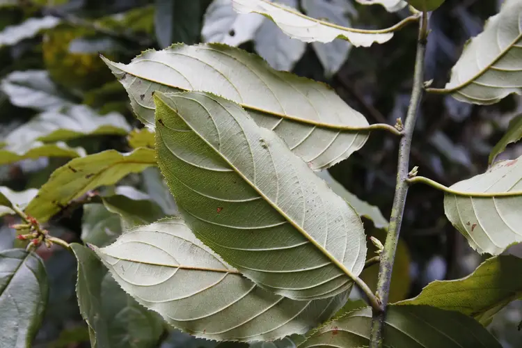 Rhamnus utilis - PictureThis