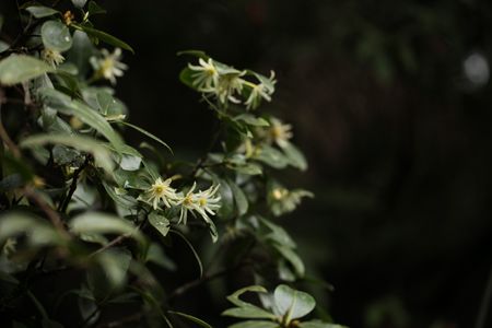 Japanese star anise - Illicium anisatum (Care, Characteristics ...