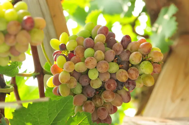 Wine grape (Vitis vinifera) Flower, Leaf, Care, Uses - PictureThis