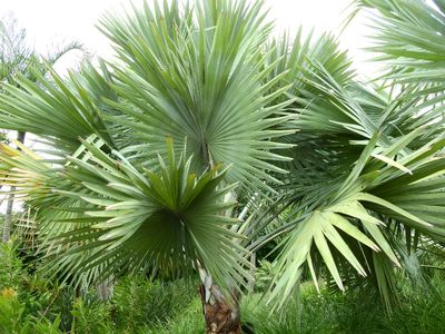 Talipot palm - Corypha umbraculifera (Care, Characteristics, Flower ...