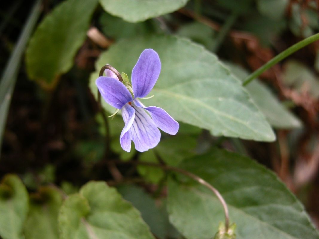 The Intriguing World and Symbolism of the Japanese Violet