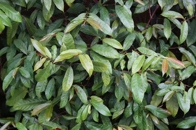 How to Plant and Grow Blindness tree(Excoecaria cochinchinensis)