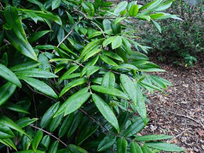 How to Grow and Care for Myrciaria glomerata