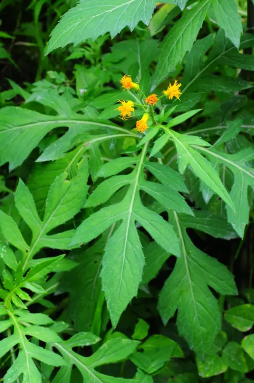 Gynura japonica - PictureThis