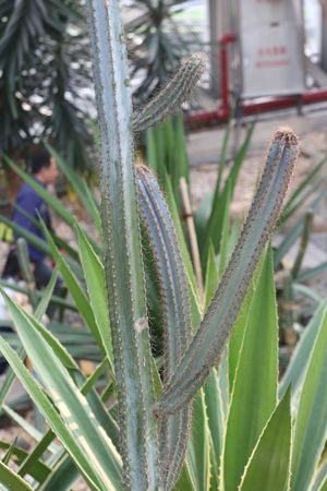How to Grow and Care for Blue columnar cactus
