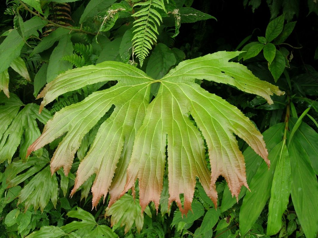 How to Use Broad-Leaf Fern in Your Landscaping Design?