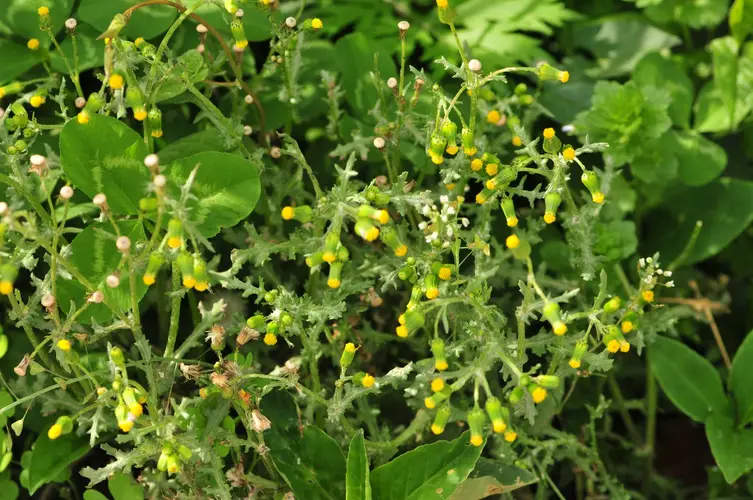 Common groundsel (Senecio vulgaris) Flower, Leaf, Care, Uses - PictureThis