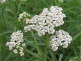 How to Grow and Care for Chinese yarrow