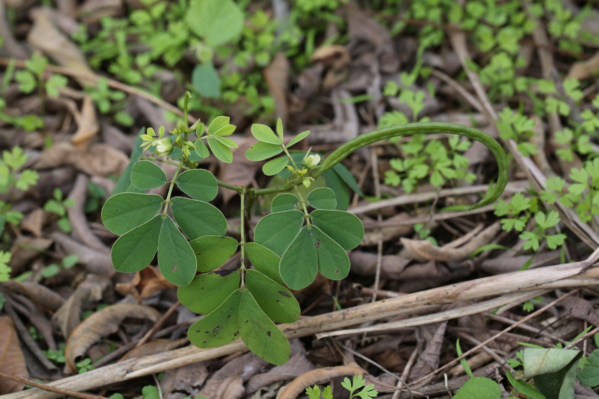 How Can Sickle senna Enhance Your Landscape Design?