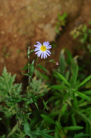 Aster incisus - PictureThis