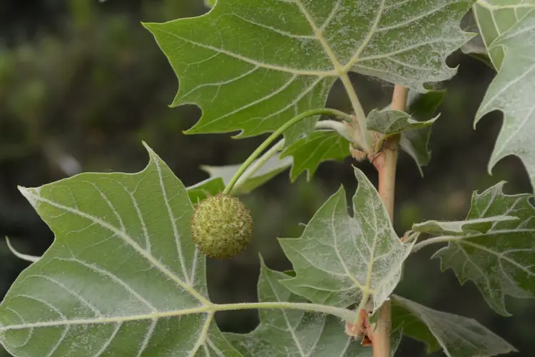How to Plant and Grow American sycamore(Platanus occidentalis)
