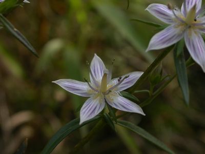 How to Grow and Care for Felworts