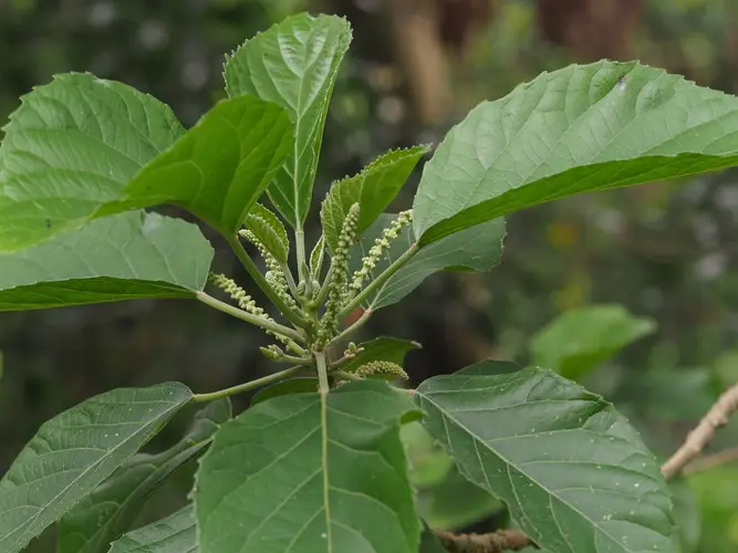 Laping budak (Claoxylon indicum) Flower, Leaf, Care, Uses - PictureThis