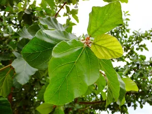 How to Propagate Sycamore fig