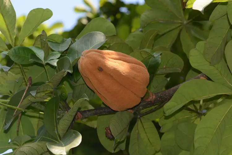 How to Plant and Grow Money tree(Pachira aquatica)