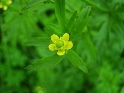 🍀 How to Grow and Care for Ranunculus chinensis