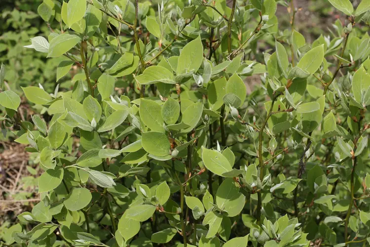 Lindera reflexa - PictureThis