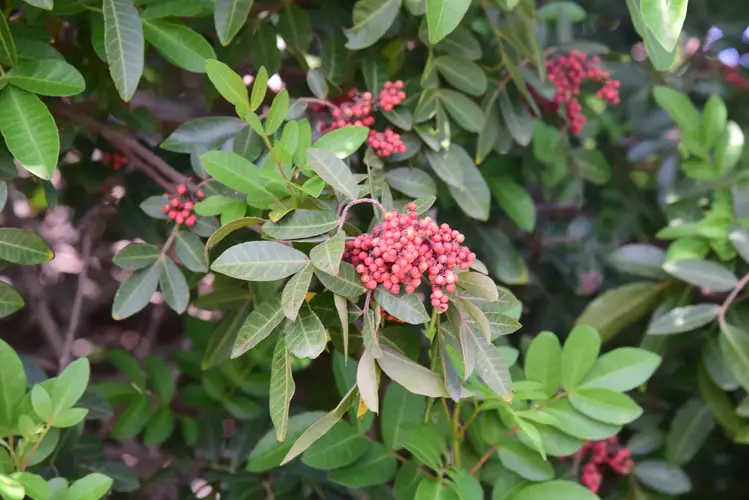 How to Plant and Grow Mastic tree(Pistacia lentiscus)