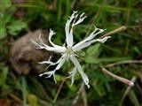 Silene fortunei - Silene fortunei (Taxonomía, Características ...