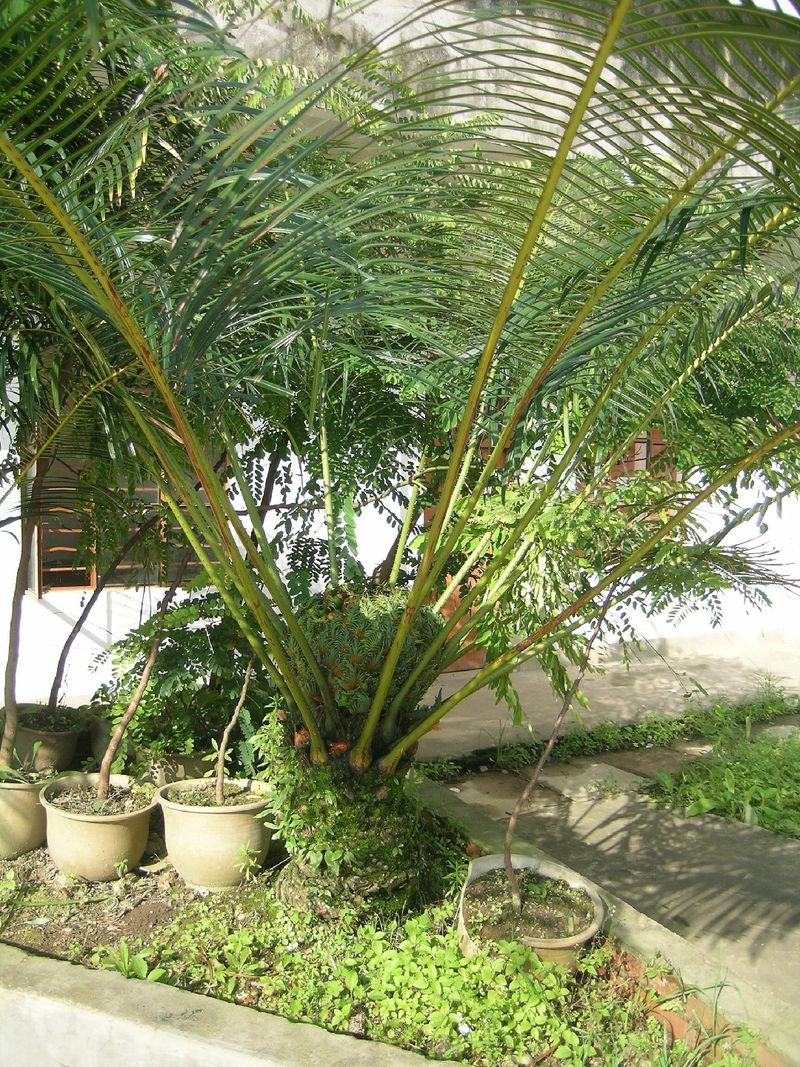 ¿Cómo Puede Palma cyca Mejora Tu Diseño Paisajístico?