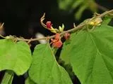 How to Prune Indian screw tree