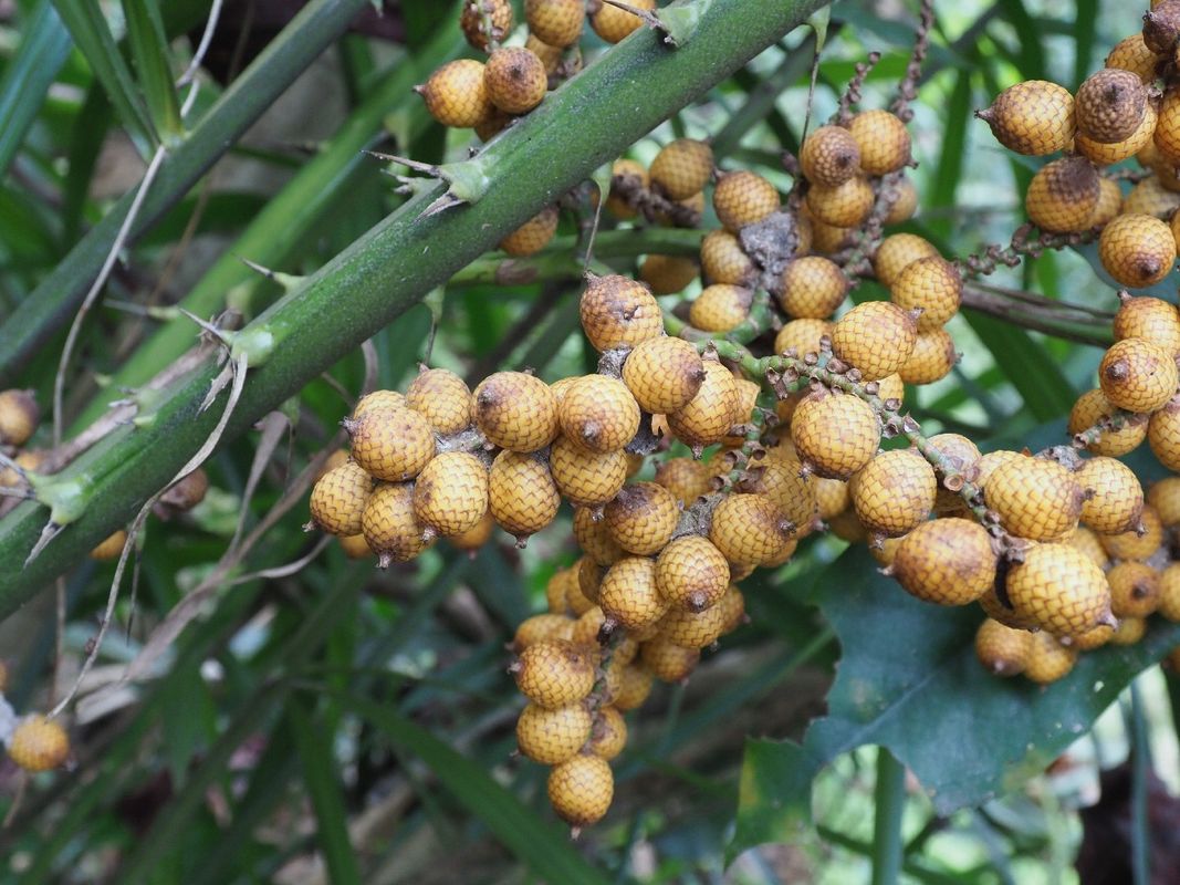 Discover the Benefits and Uses of Calamus thysanolepis: Nature’s ...