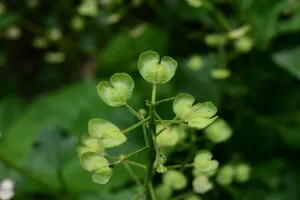 How to Prune Caucasian penny-cress