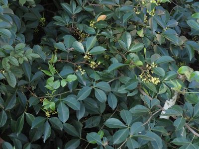 Orange climber - Toddalia (Taxonomy, Characteristics, Distribution, Images)