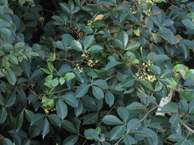 Orange climber (Toddalia asiatica) Flower, Leaf, Care, Uses - PictureThis
