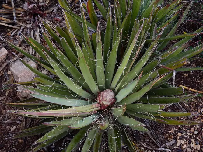 Spanish Dagger (Yucca schidigera) Flower, Leaf, Care, Uses - PictureThis