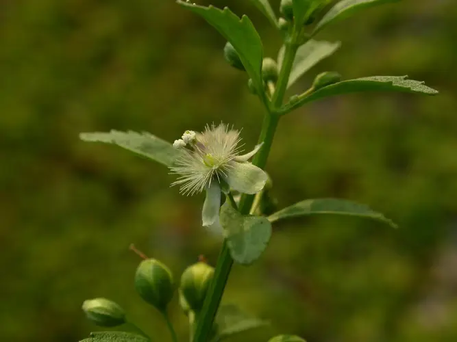 Escobilla (Scoparia dulcis) - PictureThis