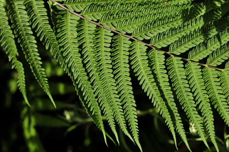 Mother fern (Pteris wallichiana) Flower, Leaf, Care, Uses - PictureThis