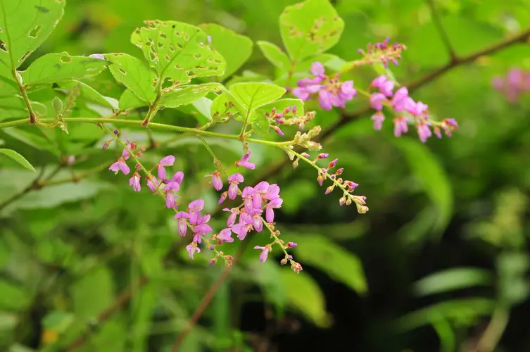 Desmodium sequax - PictureThis