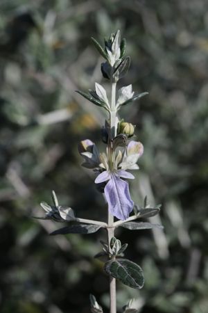 Teucrio - Teucrium fruticans (Cuidado, Características, Flor, Imágenes)