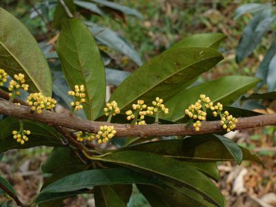 How to Grow and Care for Ramtamul