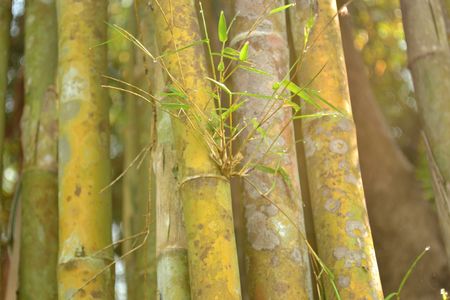 How to Grow and Care for Long-sheath bamboo