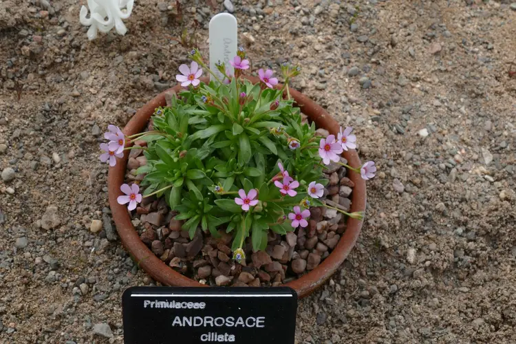 Androsace ciliata - PictureThis