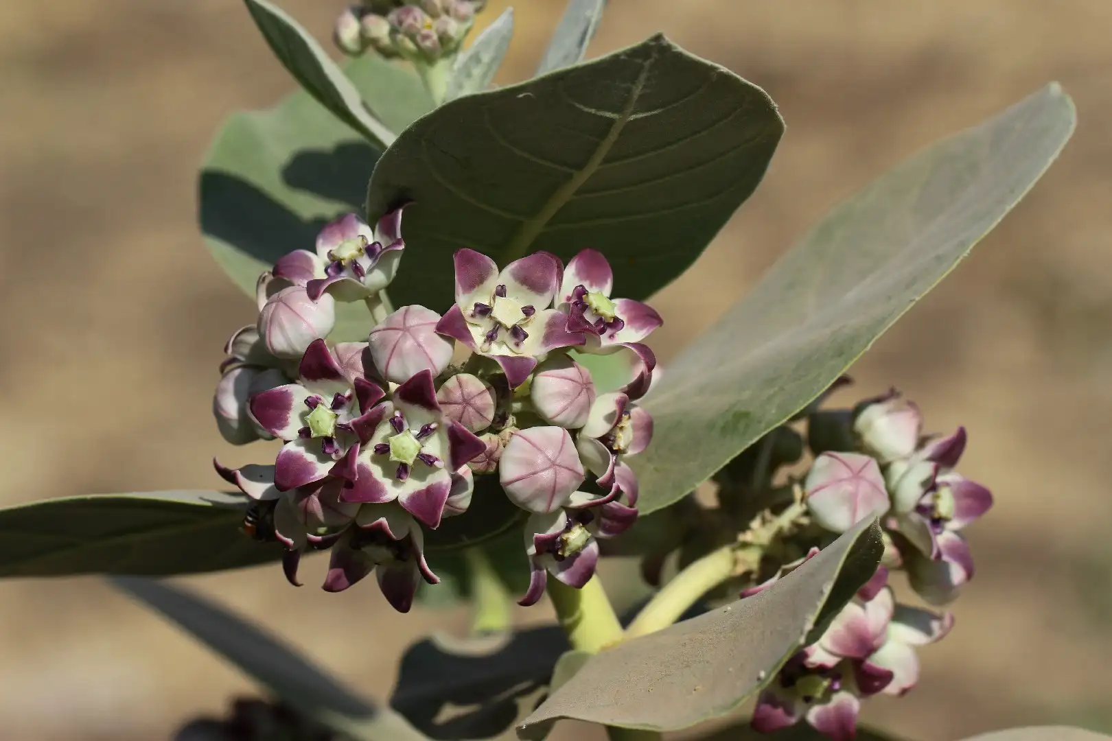 National Flower Of Senegal | Best Flower Site