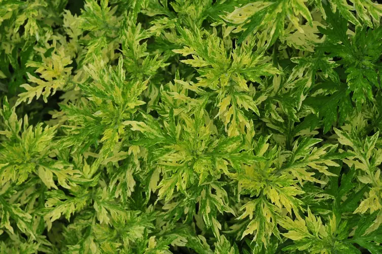 Common mugwort (Artemisia vulgaris) Flower, Leaf, Care, Uses - PictureThis