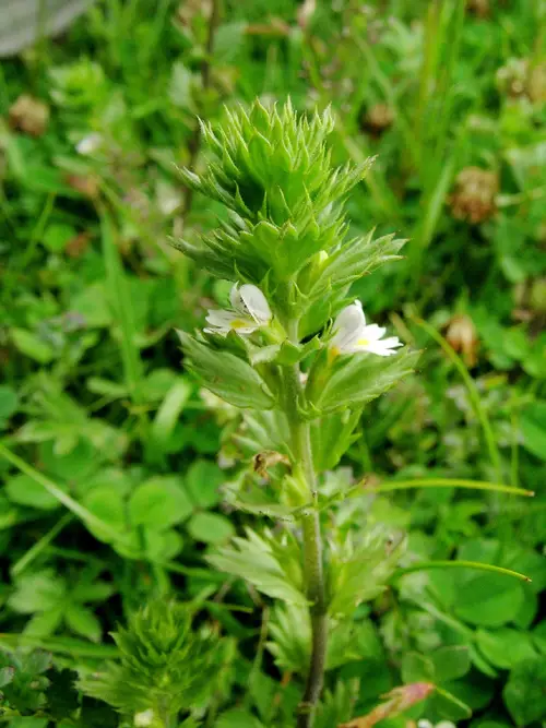 Euphrasia pectinata - PictureThis