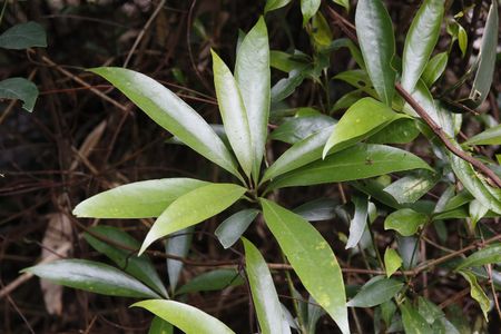 How to Grow and Care for Machilus nanmu