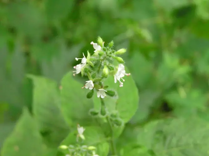 Circaea cordata - PictureThis