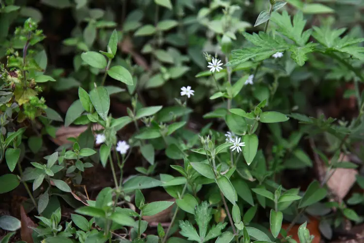 Stellaria vestita - PictureThis
